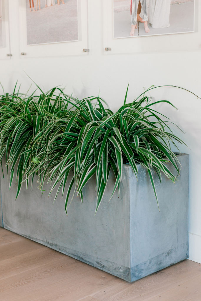 Why You Should Add Greenery In Your Home - Kailee Wright